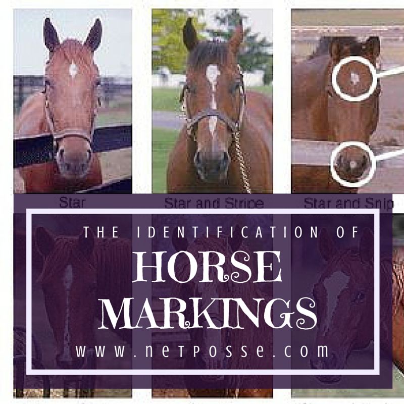 Star Horse Marking
