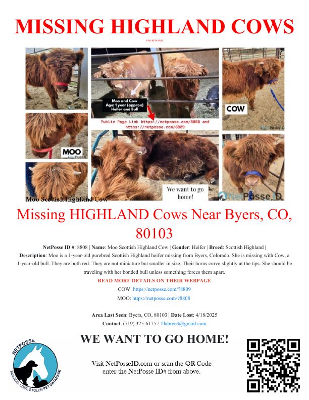 Moo Scottish Highland Cow #8808