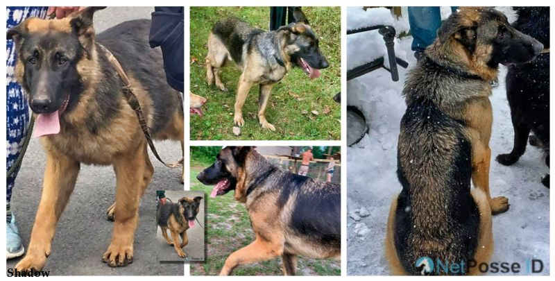 Missing Dog named Shadow - Salley, SC, 29137 #5570