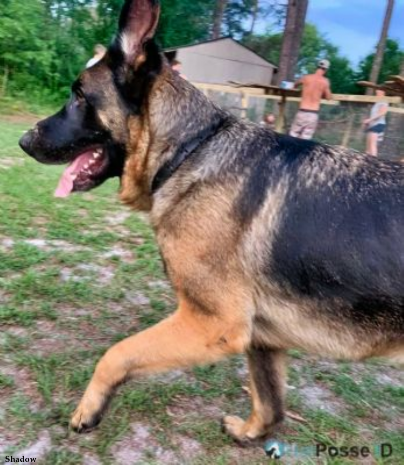 Missing Dog named Shadow - Salley, SC, 29137 #5570