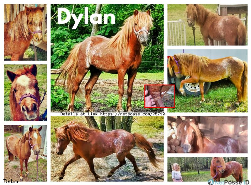 Missing Horse named Dylan - Ridgeland, Sc, 29936 #5712