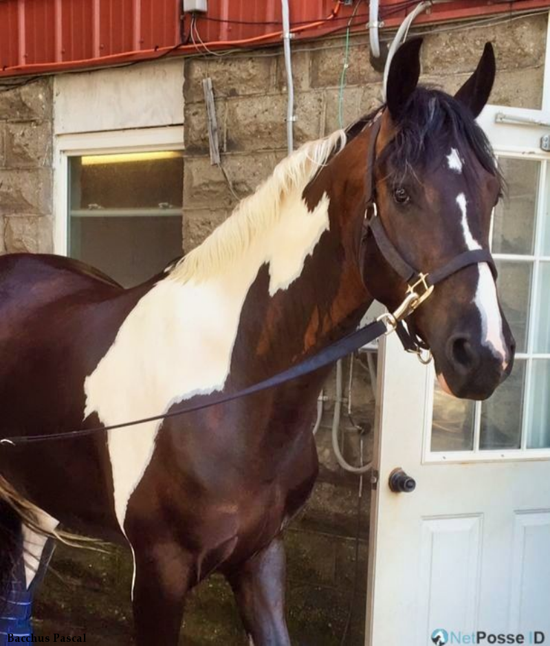 Bacchus Pascal #5976