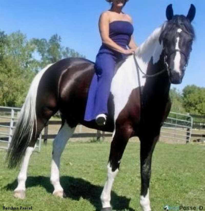 Bacchus Pascal #5976