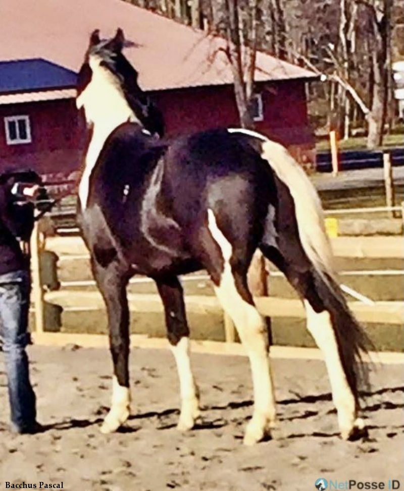 Bacchus Pascal #5976