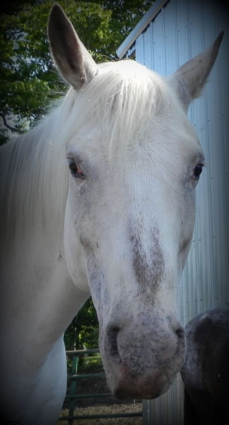 Missing Horse named Remedy - Corinth, ME, #7594