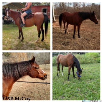 Searching For Horse named OXB McCoy - Winchendon, MA, 01475 | NetPosse ...